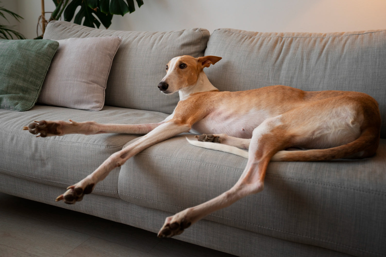 Hvad gør jeg hvis min hund er for tynd? | Totteland.dk