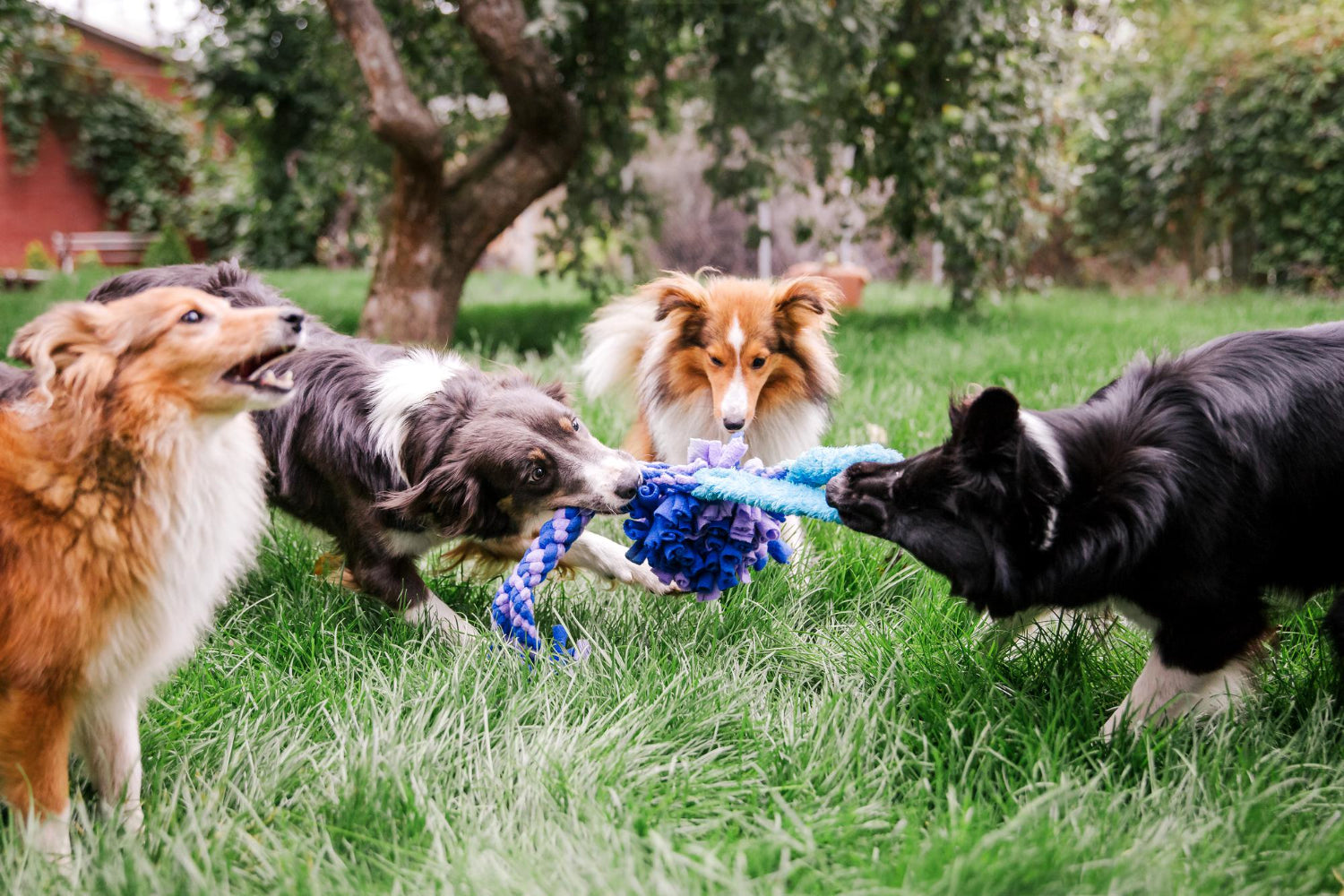 Hvor mange hunde er der i Danmark? | Totteland.dk